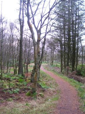 Glencryan Woodland - Woodland Trust