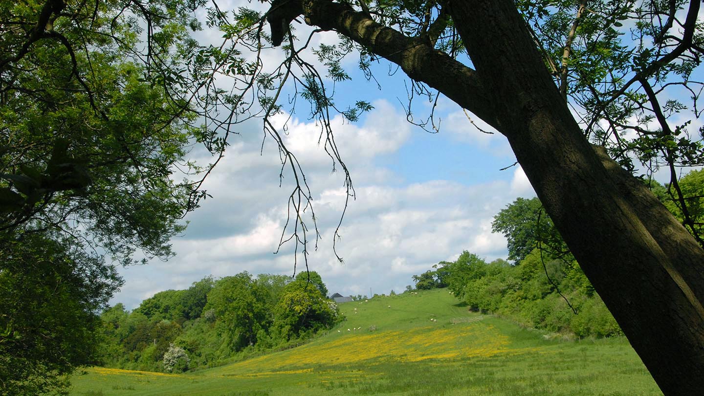 Hucking Estate - Visiting Woods - Woodland Trust
