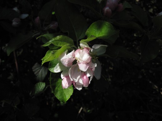 Putney Lower Common - Woodland Trust