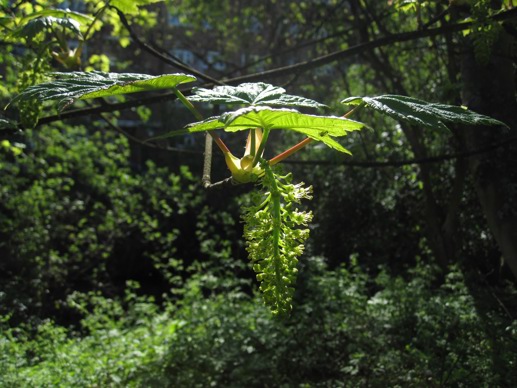 Putney Lower Common - Woodland Trust