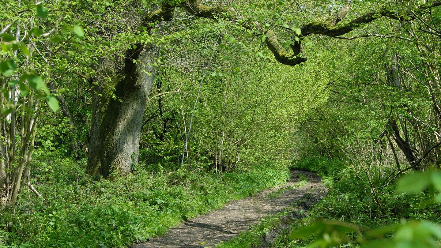 Hucking Estate - Visiting Woods - Woodland Trust