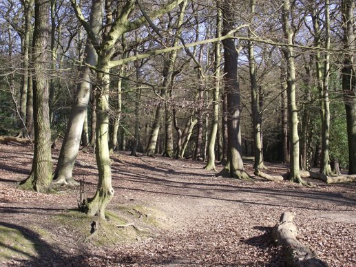 Putney Heath - Woodland Trust