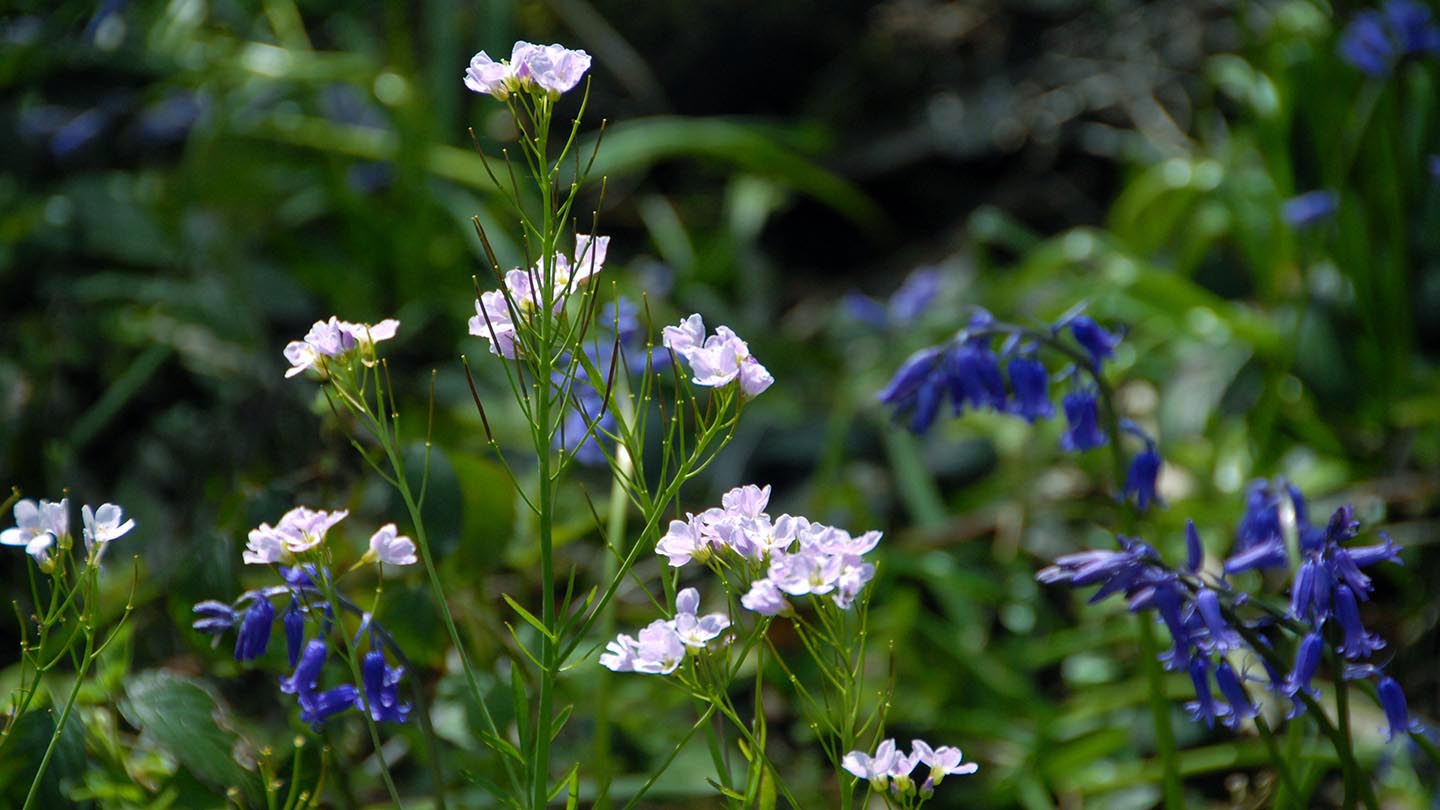 Hucking Estate - Visiting Woods - Woodland Trust