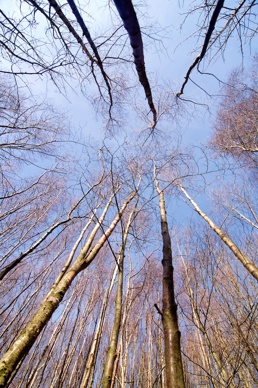 Waskerley Way Railway Path - Woodland Trust