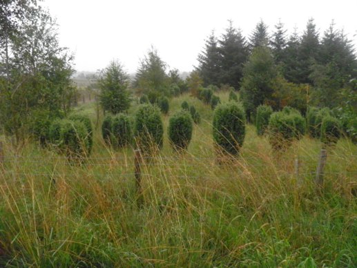 Waskerley Way Railway Path - Woodland Trust