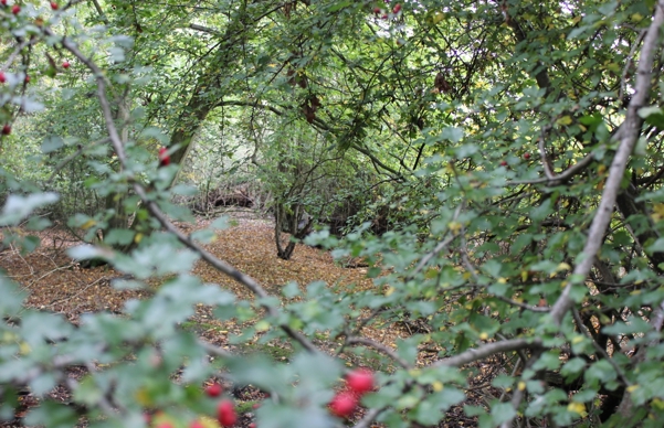 Cheshunt Park - Woodland Trust