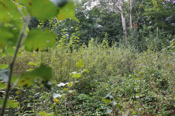 Cheshunt Park - Woodland Trust