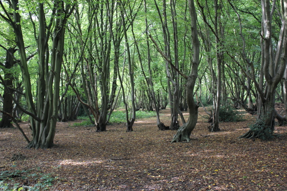 Cheshunt Park - Woodland Trust