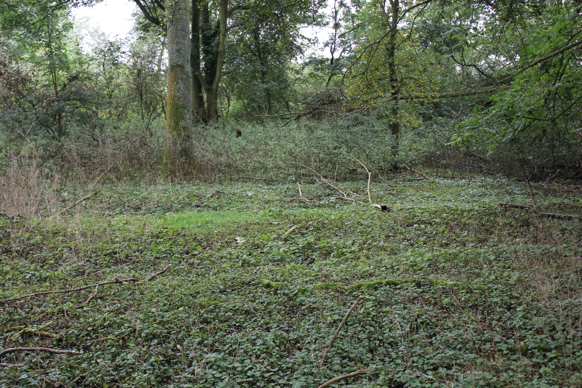Cheshunt Park - Woodland Trust