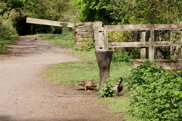 Forest Farm Country Farm - Woodland Trust