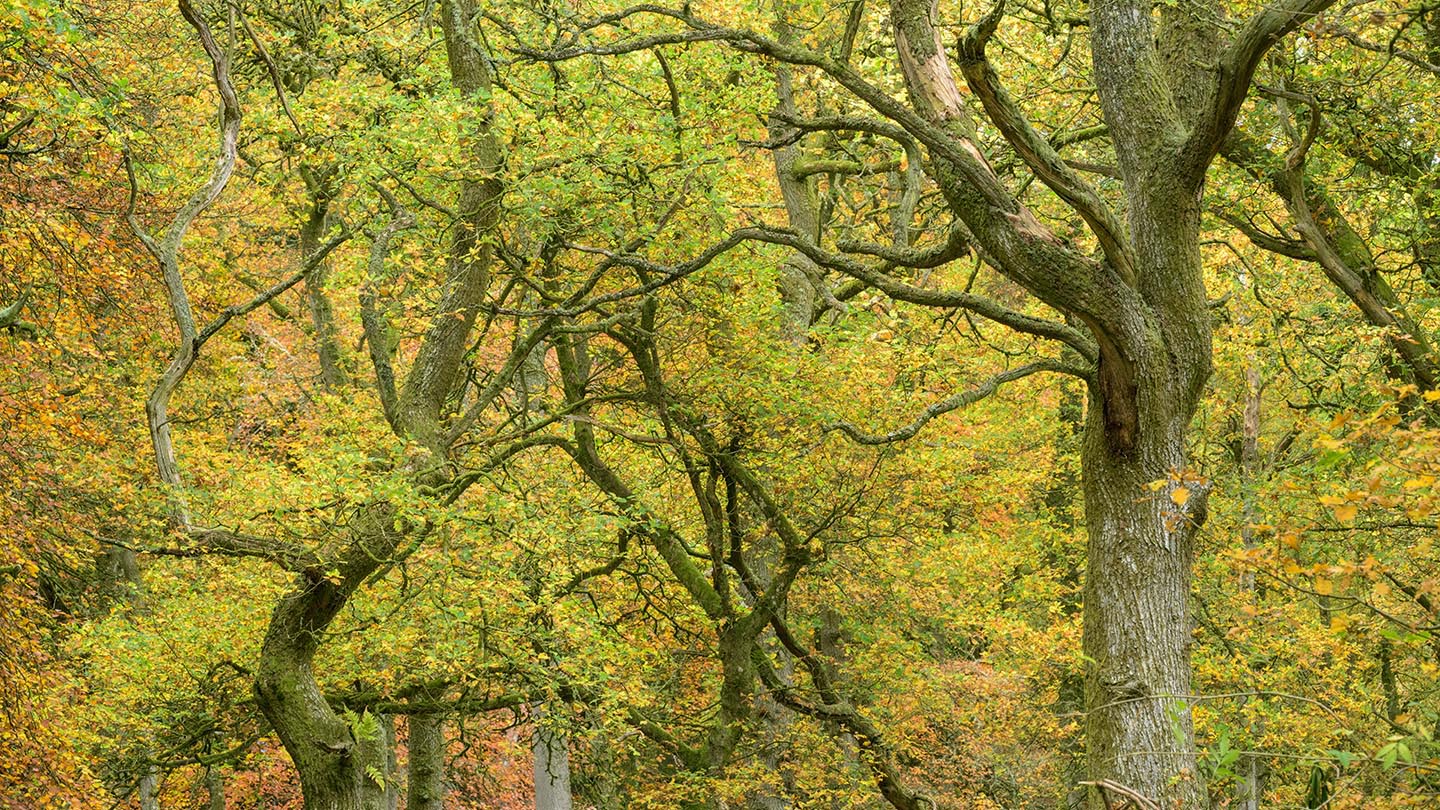 Kinclaven Bluebell Wood - Visiting Woods - Woodland Trust