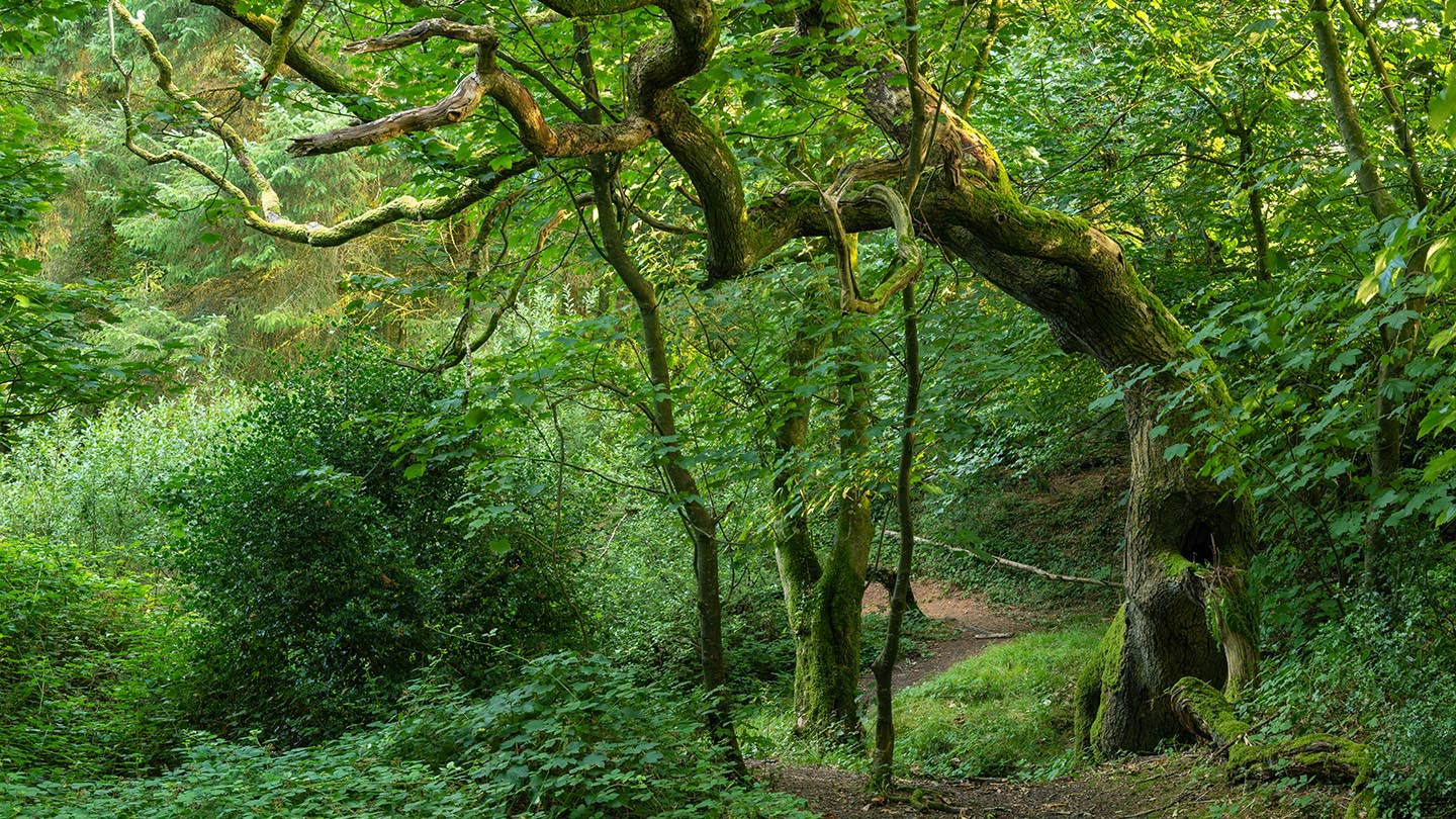 Kings Wood - Visiting Woods - Woodland Trust