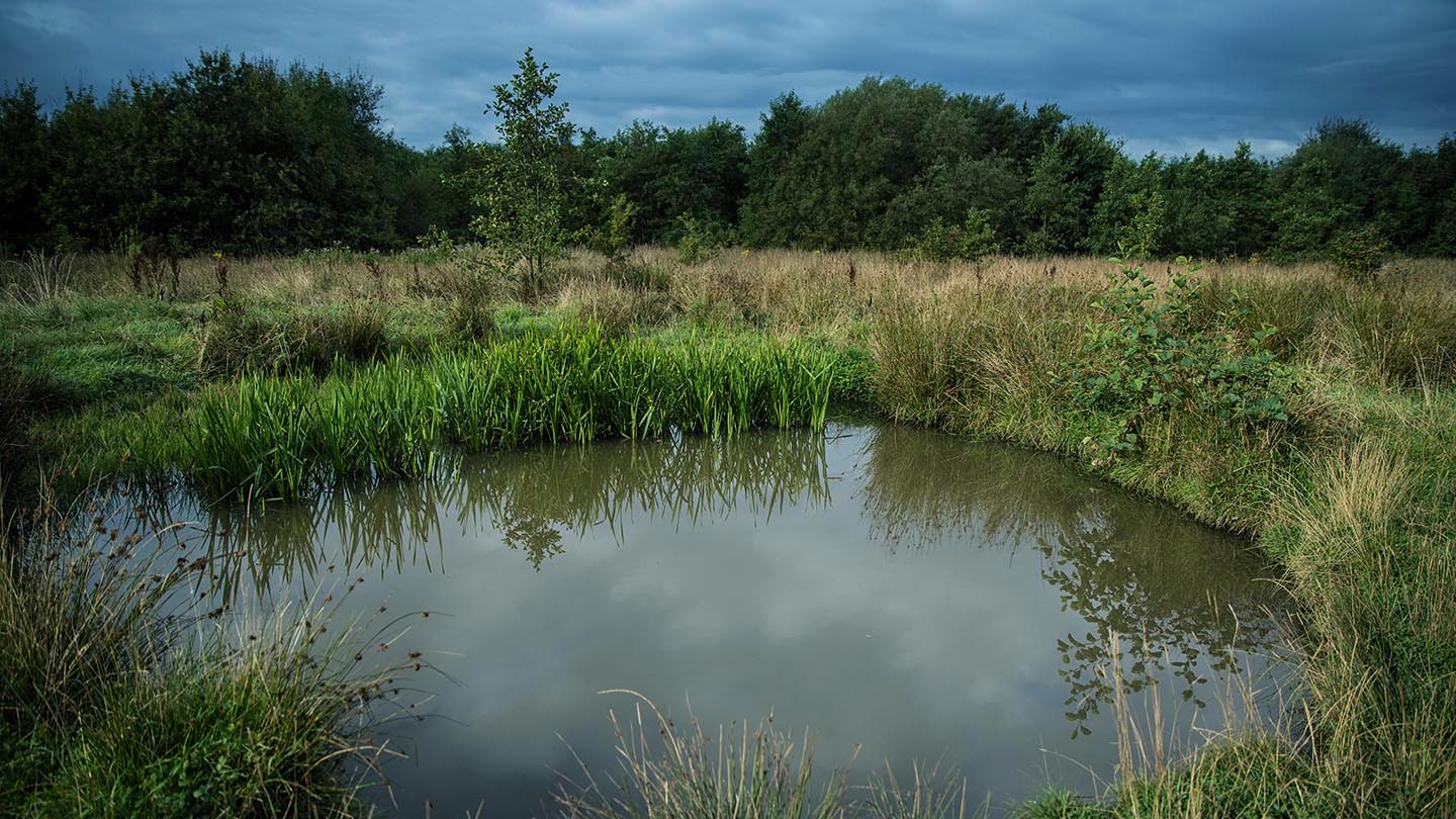 Lady Mabel's Wood - Visiting Woods - Woodland Trust