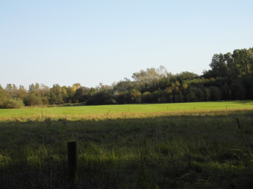 Hacken Lane - Woodland Trust