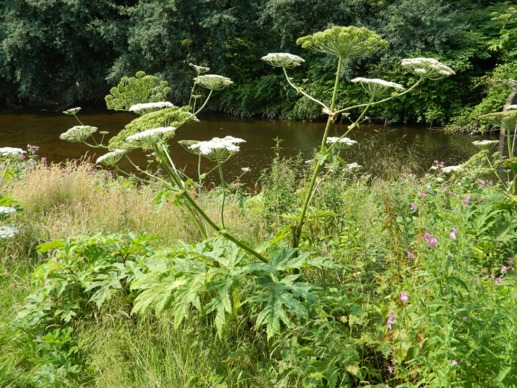 Nob End (sssi) - Woodland Trust