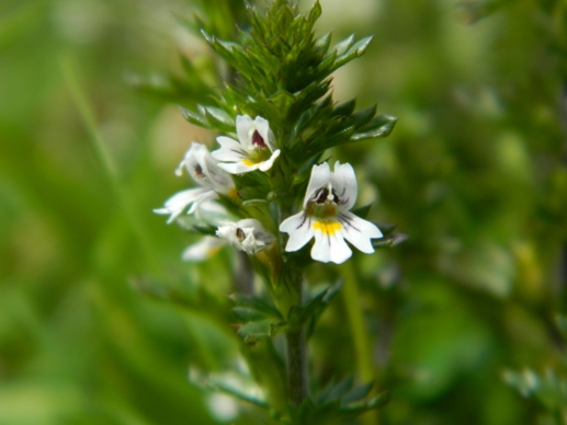 Nob End (sssi) - Woodland Trust