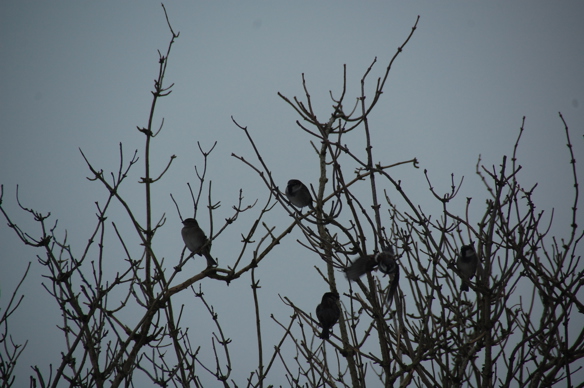 Nob End (sssi) - Woodland Trust