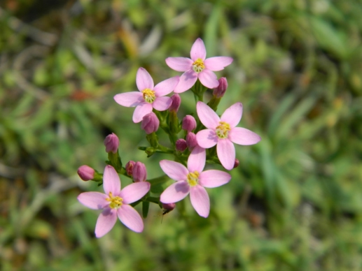Nob End (sssi) - Woodland Trust