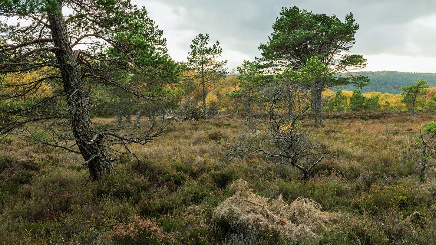 Ledmore & Migdale - Visiting Woods - Woodland Trust
