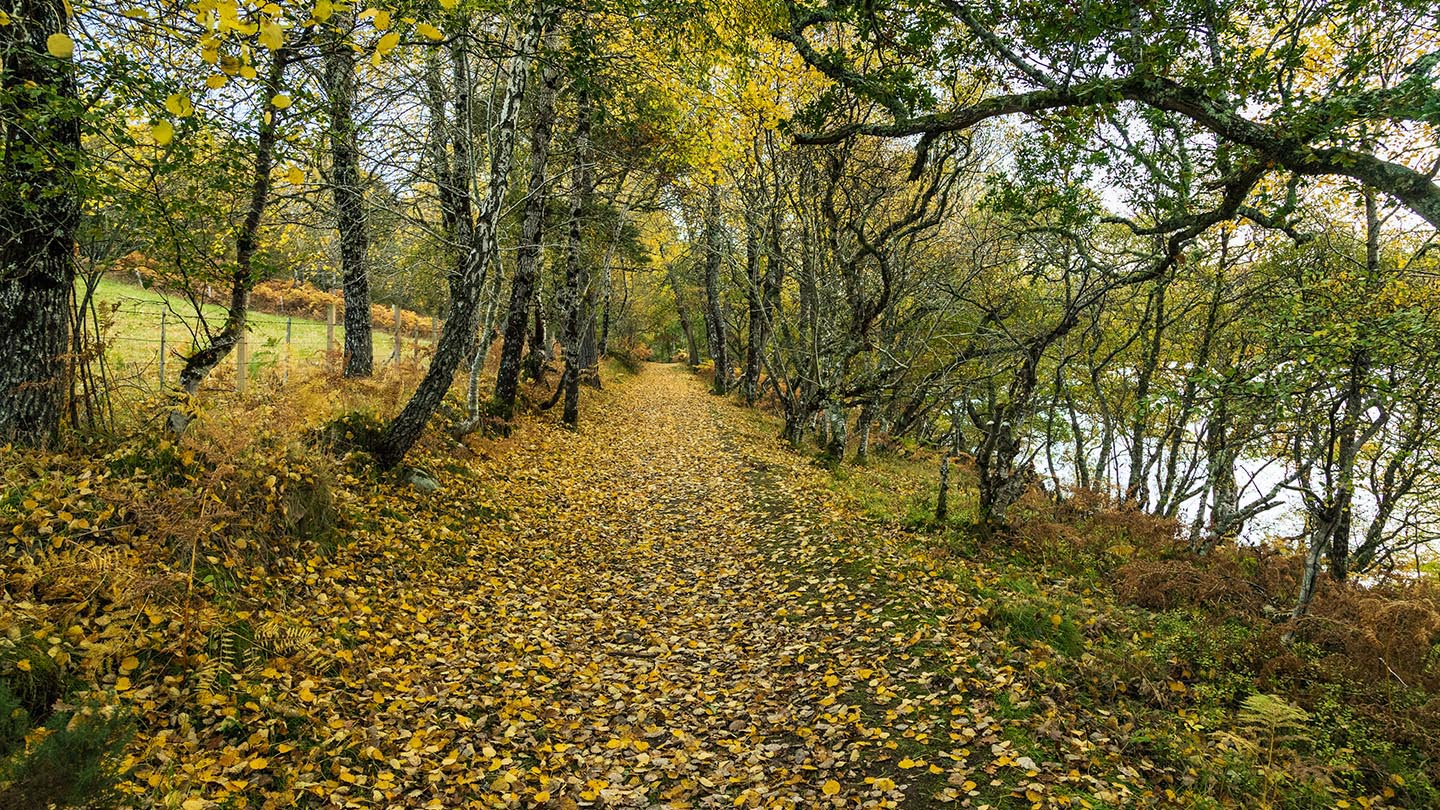 Ledmore & Migdale - Visiting Woods - Woodland Trust