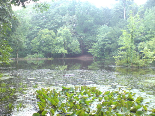Abbots Pool Woodland - Woodland Trust