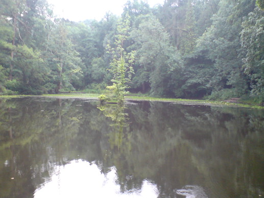 Abbots Pool Woodland - Woodland Trust