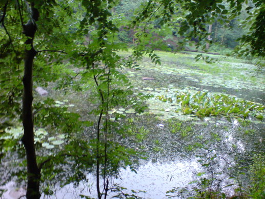 Abbots Pool Woodland - Woodland Trust