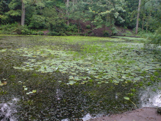 Abbots Pool Woodland - Woodland Trust
