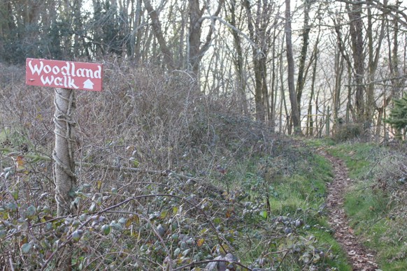 Shillingford Wood - Woodland Trust