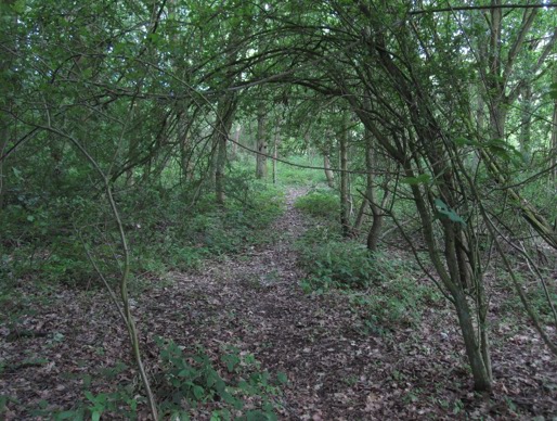 Cookham Dean Common - Woodland Trust