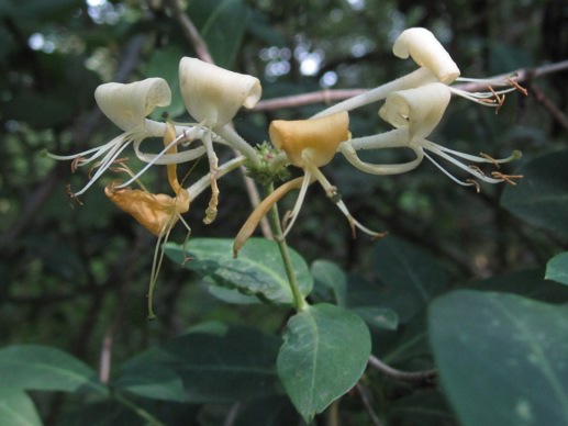 Cookham Dean Common - Woodland Trust