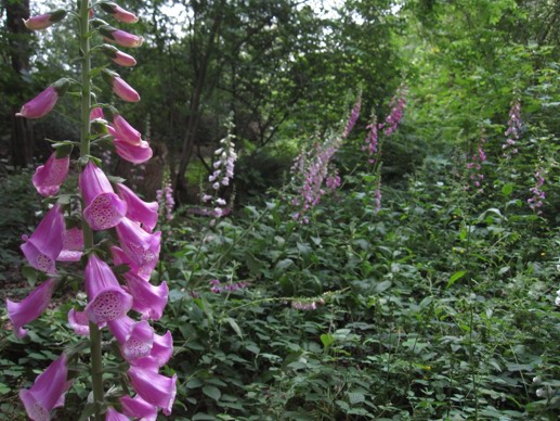 Cookham Dean Common - Woodland Trust