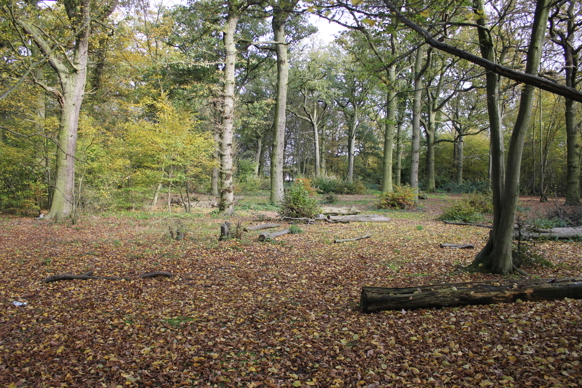 Maund's Wood - Woodland Trust