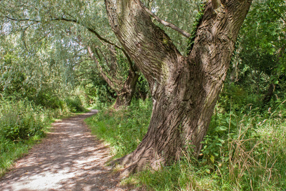 Sedgefield Borough Council - Woodland Trust