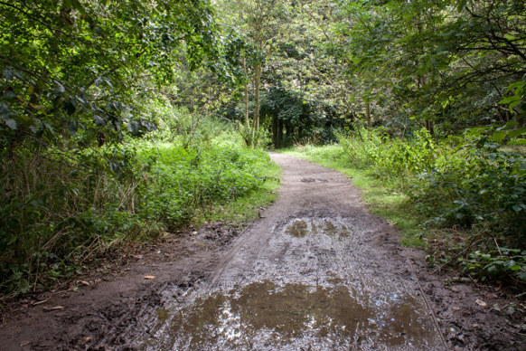Sedgefield Borough Council - Woodland Trust