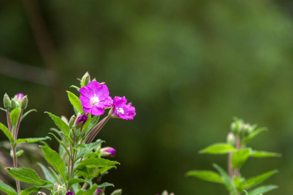 Sedgefield Borough Council - Woodland Trust