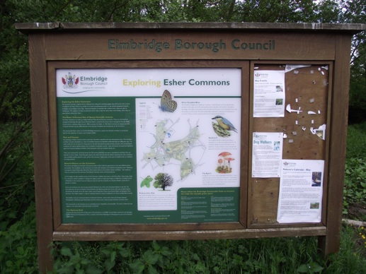The Esher Commons - Arbrook Common - Woodland Trust