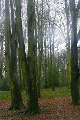 Elmbridge Commons - Claygate Common LNR - Woodland Trust