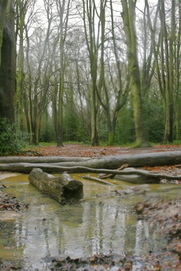 Elmbridge Commons - Claygate Common LNR - Woodland Trust