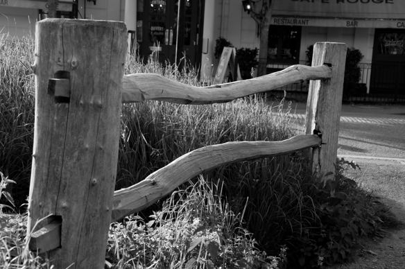 Elmbridge Commons - Littleworth Common - Woodland Trust