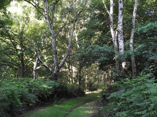Elmbridge Commons - Littleworth Common - Woodland Trust