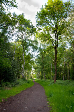 Elmbridge Commons - Littleworth Common - Woodland Trust