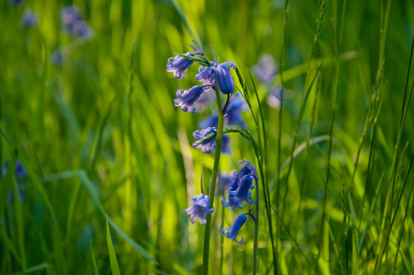 Elmbridge Commons - Littleworth Common - Woodland Trust