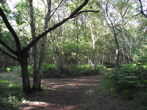 Elmbridge Commons - Littleworth Common - Woodland Trust