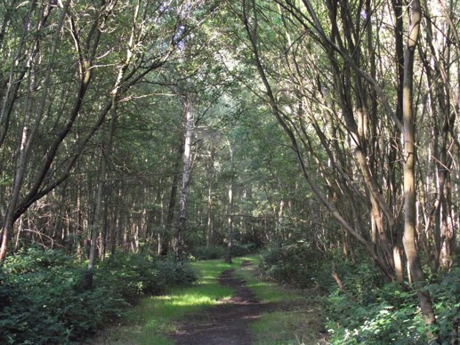 Elmbridge Commons - Littleworth Common - Woodland Trust