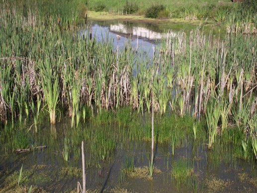 Elmbridge Commons - Littleworth Common - Woodland Trust