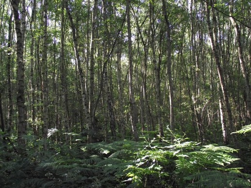 Elmbridge Commons - Littleworth Common - Woodland Trust