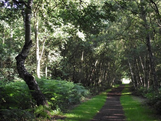 Elmbridge Commons - Littleworth Common - Woodland Trust