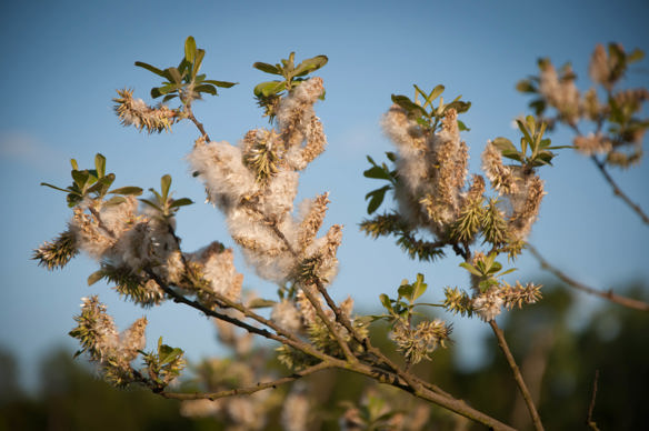 Elmbridge Commons - Littleworth Common - Woodland Trust