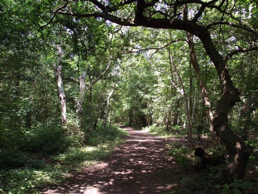 The Esher Commons - Fairmile Common - Woodland Trust